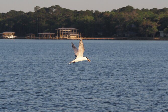 Dolphin cruise in Santa Rosa Beach - Why This Tour Stands Out