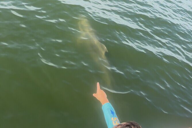 Dolphin cruise in Santa Rosa Beach - The Sum Up