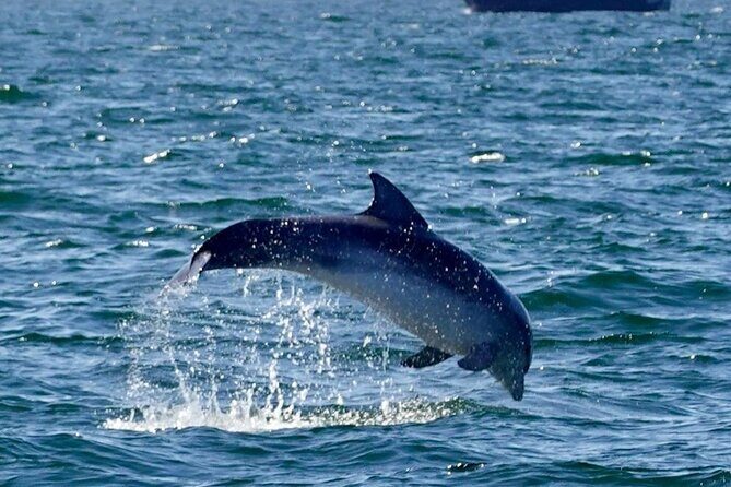 Dolphin Discovery Eco Tour - Key Points