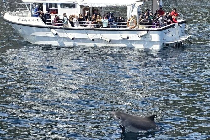 Dolphin Discovery Eco Tour - An In-depth Look at the Dolphin Discovery Eco Tour