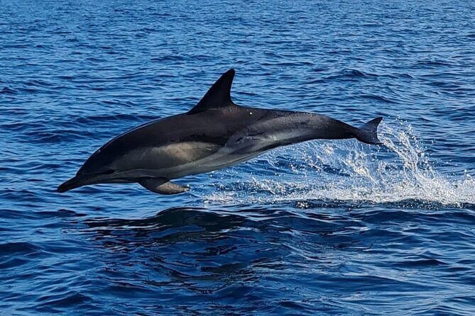 Dolphin Discovery Eco Tour - Final Thoughts: Who Should Consider This Tour