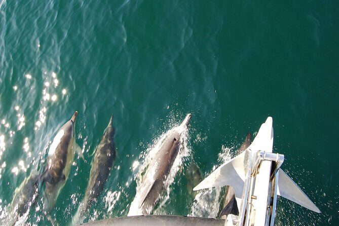 Dolphin Discovery Eco Tour - FAQs