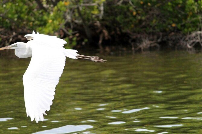 Dolphin Eco Cruise Nature Adventure in Cocoa Beach - Why Choose This Tour?