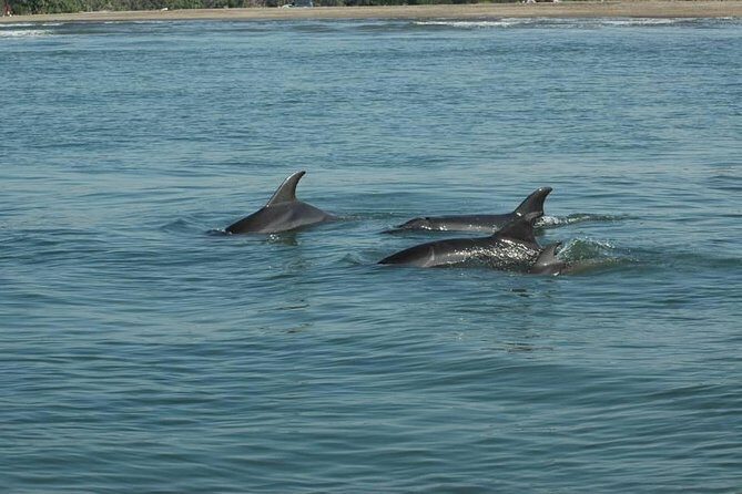 Dolphin Encounter - What to Expect from the Dolphin Encounter Tour