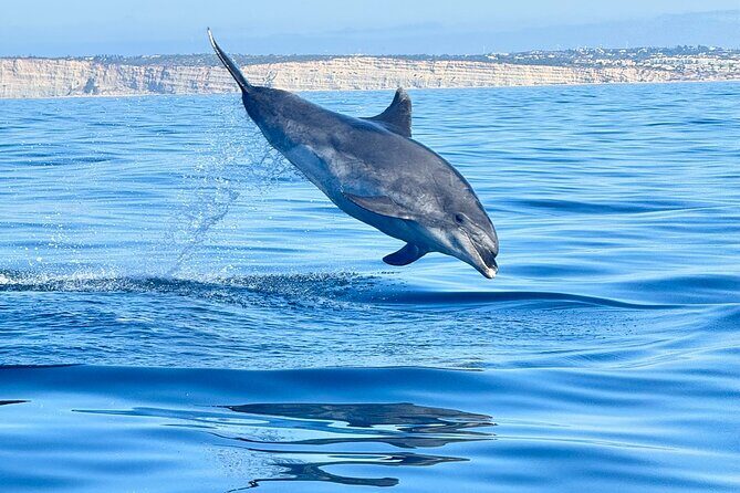 Dolphin Expedition Shared Speedboat tour with Biologist guide - Key Points