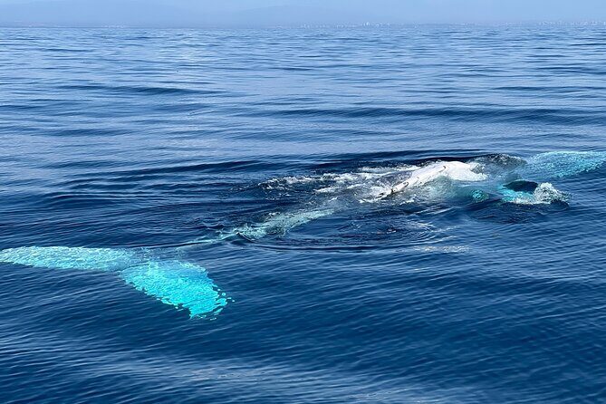 Dolphin Expedition Shared Speedboat tour with Biologist guide - FAQs