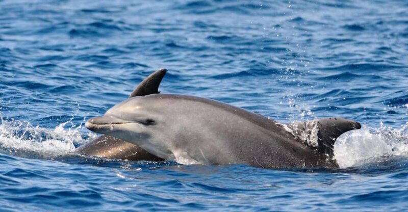 Dolphin Kayak Safari at Sunset at Golfo Aranci - An In-Depth Look at the Tour