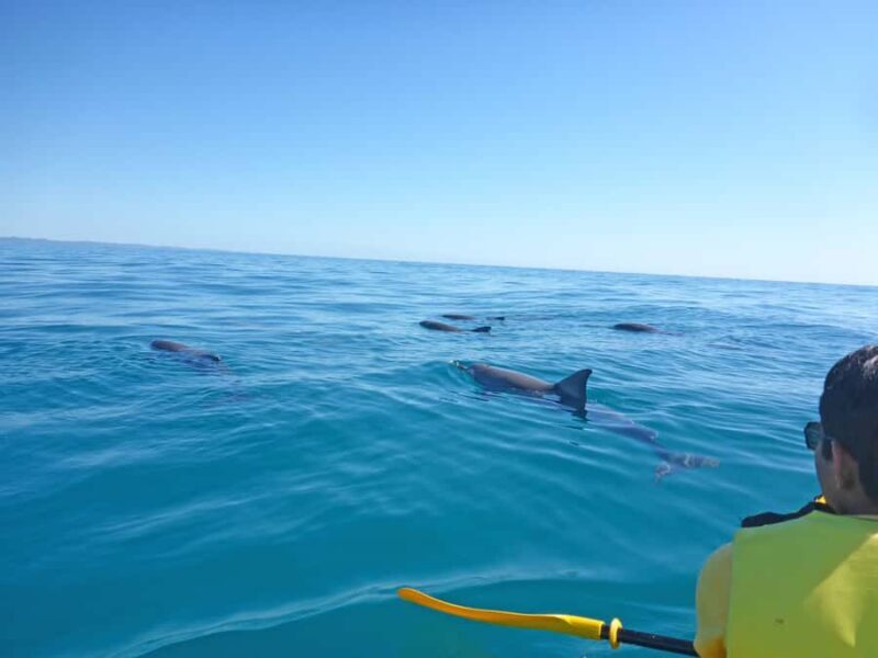 Dolphin Kayak Tour & Beach 4X4 National Park Tour (Private) - Key Points  