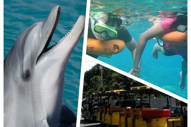Dolphin Morning Watching & Snorkeling + open bar + 1 day Hop-On Hop-Off Fun - Key Points