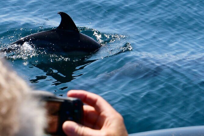 Dolphin Observation Boat Tour from Sesimbra - Key Points