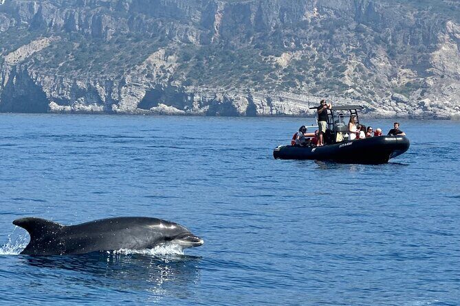 Dolphin Observation Boat Tour from Sesimbra - An In-Depth Look at the Dolphin Observation Boat Tour
