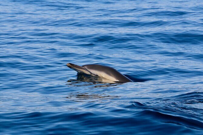 Dolphin Observation Boat Tour from Sesimbra - FAQs