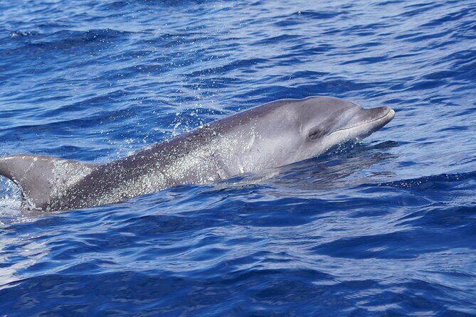 Dolphin Observation In A Small Group On A Silent Hybrid Boat - Practical Tips and Considerations