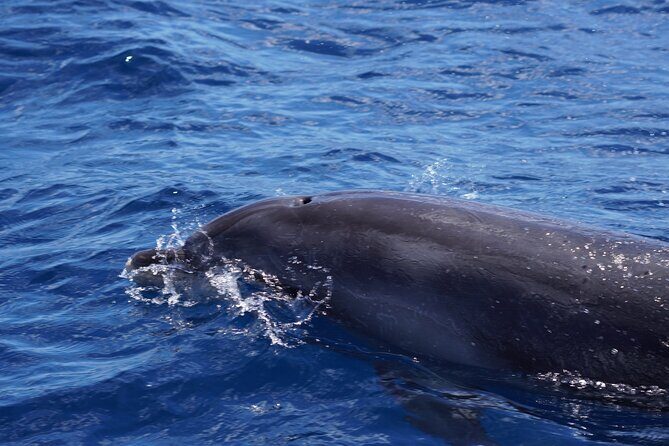 Dolphin Observation In A Small Group On A Silent Hybrid Boat - Authentic Experiences and Insights from Reviewers
