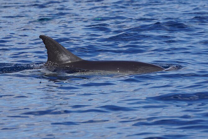 Dolphin Observation In A Small Group On A Silent Hybrid Boat - The Sum Up: Who Should Consider This Tour?