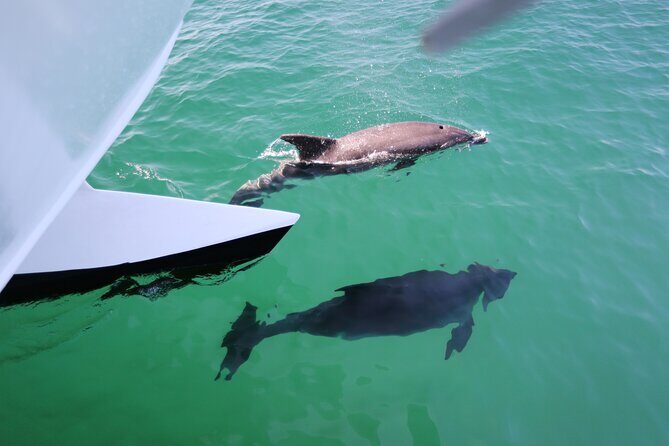 Dolphin Quest & Marine Life Search - Final Thoughts