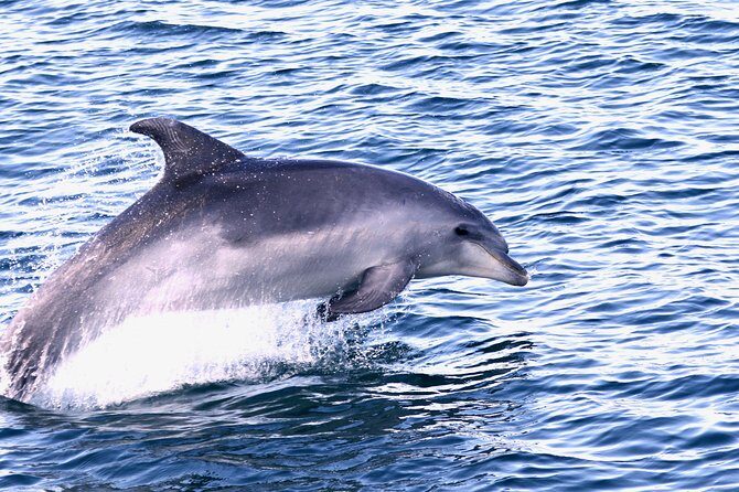Dolphin Quest & Marine Life Search - FAQs