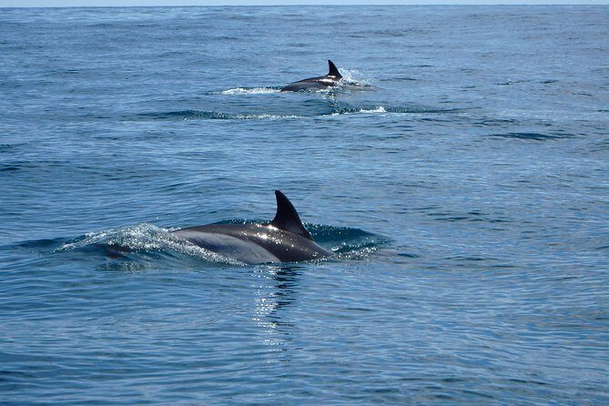 Dolphin Route - Authentic Traveler Insights