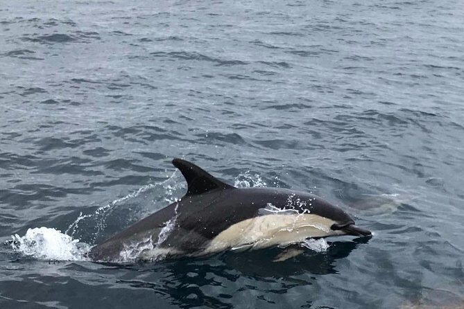 Dolphin Route - Who Should Consider This Tour?