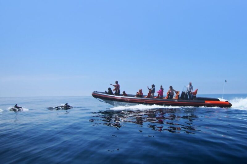 Dolphin Safari and Cave Tour in Vilamoura - Introduction