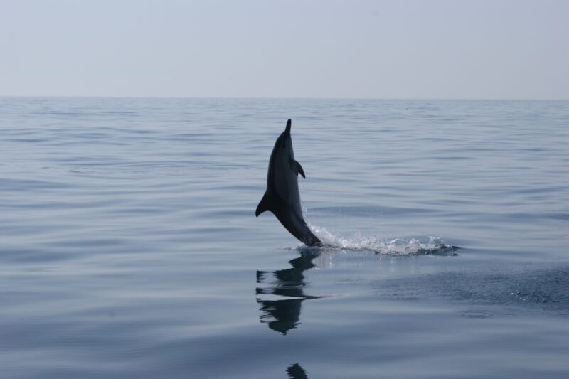 Dolphin Safari and Cave Tour in Vilamoura - The Experience in Detail