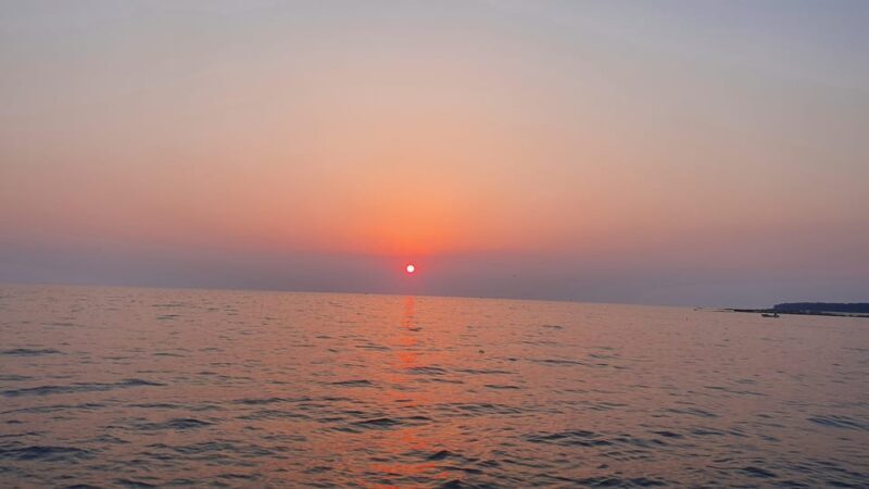 Dolphin safari every morning&evening - Who Will Love This Experience?