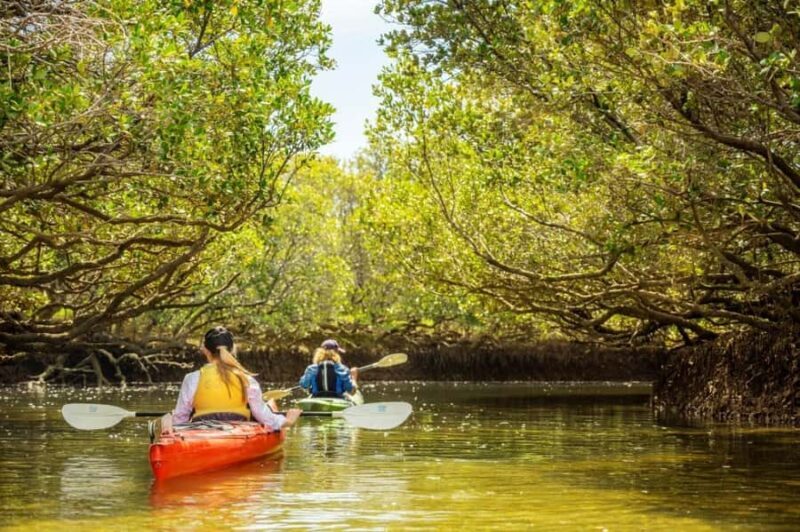 Dolphin Sanctuary and Ships Graveyard Kayak Tour - The Itinerary: What You Can Expect from This Kayaking Adventure