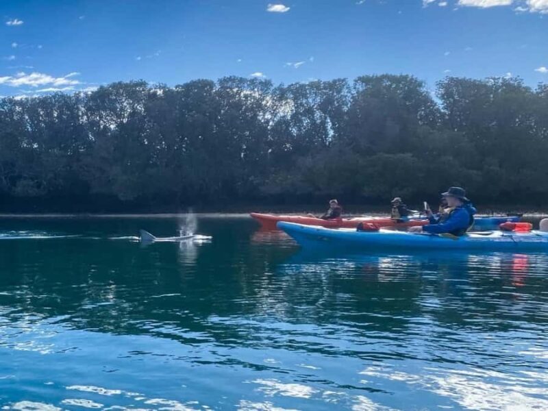 Dolphin Sanctuary and Ships Graveyard Kayak Tour - FAQ