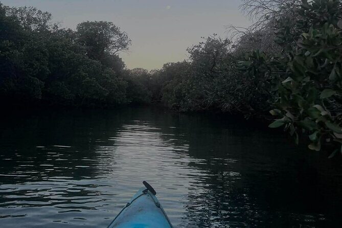 Dolphin Sanctuary Kayak Tours Twilight Mangrove Kayak - What to Expect from the Twilight Mangrove Kayak Tour
