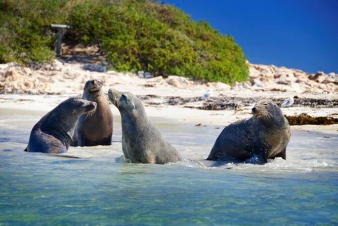 Dolphin, Sea Lion and Penguin Island Cruise - The Experience in Detail