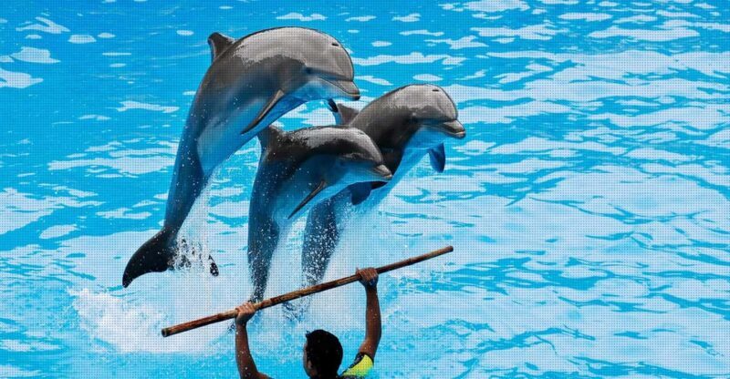 Dolphin Show Free Transfer From Alanya, Side, Kemer,Antalya - Key Points