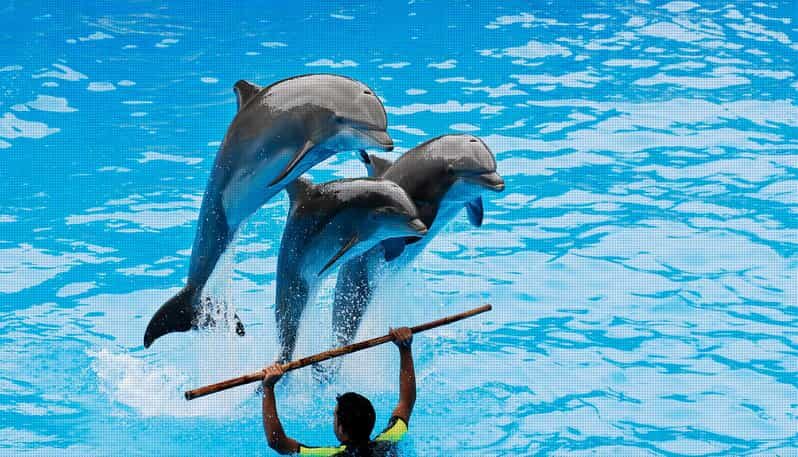 Dolphin Show Free Transfer From Alanya, Side, Kemer,Antalya - An Introduction to the Tour Experience