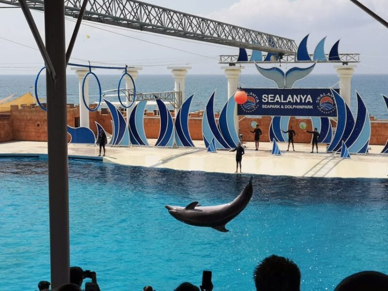 Dolphin Show Free Transfer From Alanya, Side, Kemer,Antalya - The Value for Money