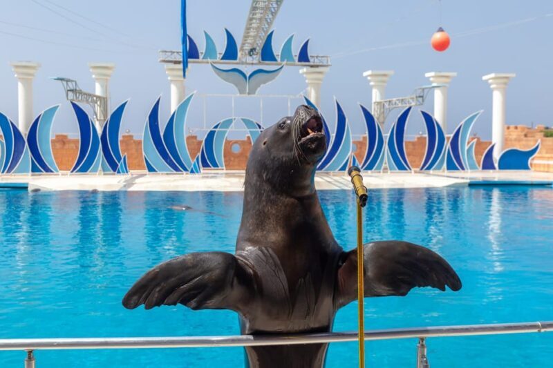Dolphin Show Free Transfer From Alanya, Side, Kemer,Antalya - FAQs