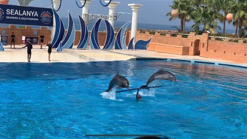 Dolphin Show Free Transfer From Alanya, Side, Kemer,Antalya - Final Words