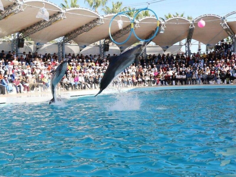 Dolphin Show Tour with Transfer from Alanya & Side - Practical Details: Transportation, Timing, and Tips