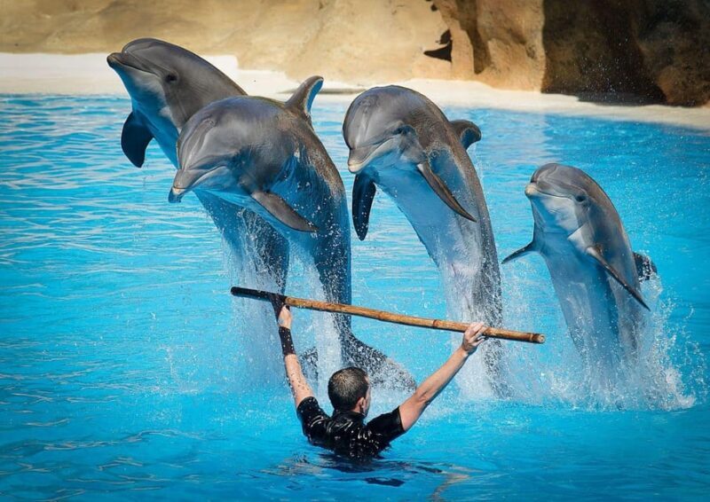 Dolphin Show Tour with Transfer from Alanya & Side - Why This Tour Is a Good Choice