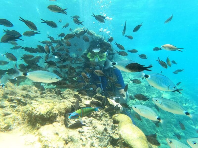 Dolphin Show Tour with Transfer from Alanya & Side - Final Thoughts