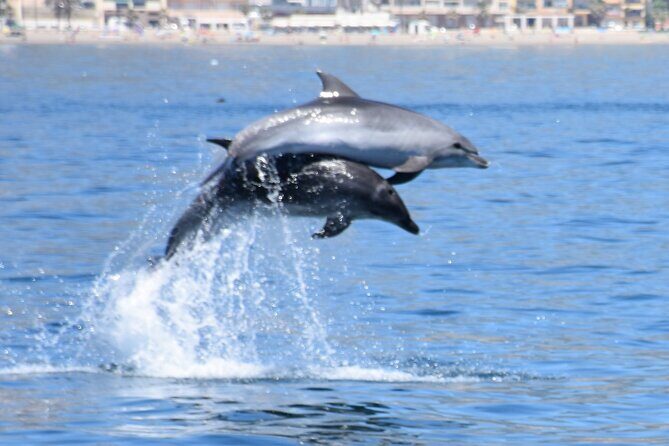 Dolphin Sightseeing Boat Tour from Benalmadena - What to Expect from the Dolphin Sightseeing Boat Tour