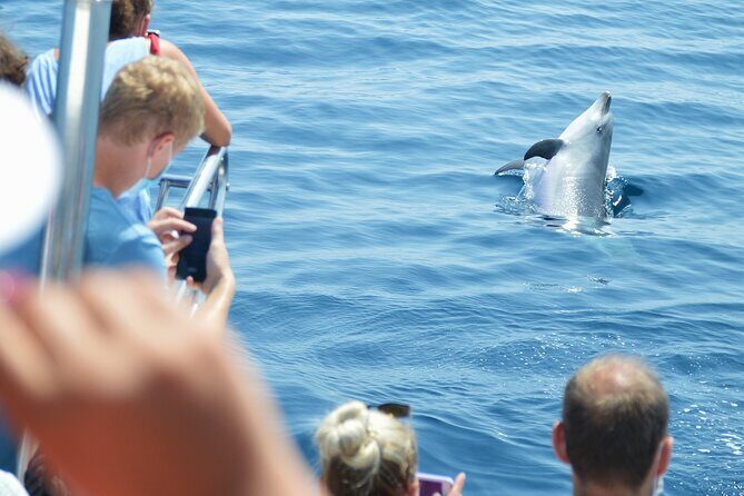 Dolphin Sightseeing Boat Tour from Benalmadena - FAQs