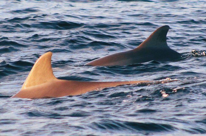 Dolphin Snorkel Tour - Who Should Consider This Tour?