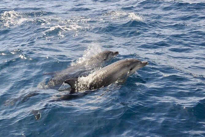 Dolphin spotting in the Gulf of Olbia - Key Points