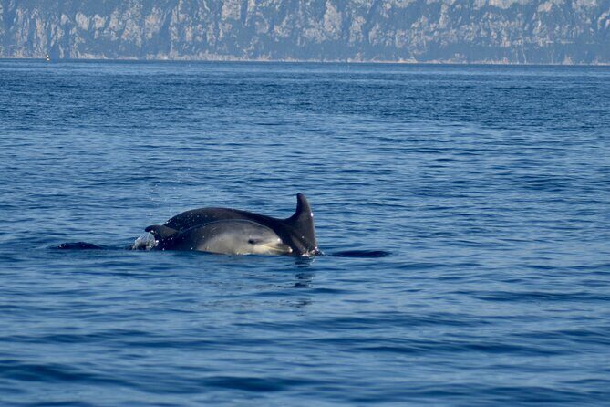 Dolphin spotting in the Gulf of Olbia - What to Expect from the Itinerary
