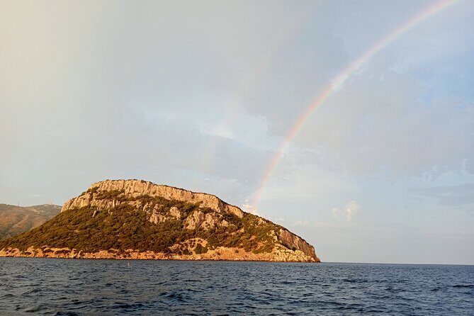 Dolphin spotting in the Gulf of Olbia - FAQ