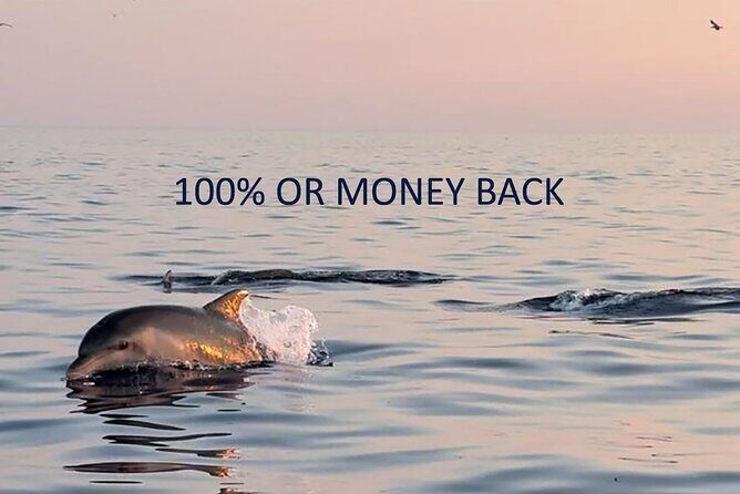 Dolphin Sunrise Adventure with Speedboat - Key Points