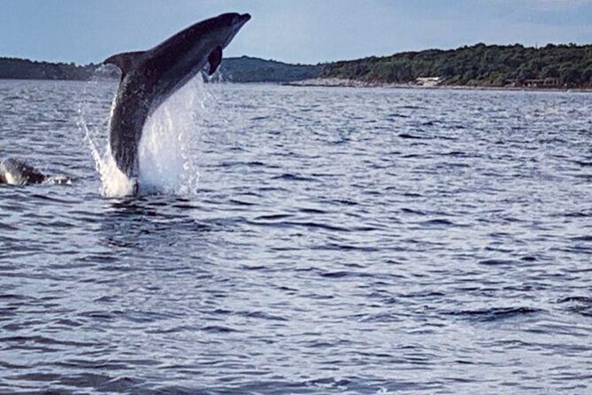 Dolphin Sunrise Adventure with Speedboat - Setting Out on the Adriatic: What to Expect