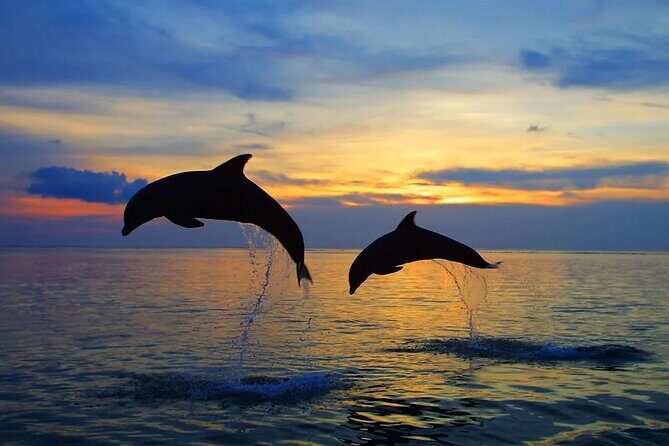 Dolphin Sunset Adventure with Speedboat - Who Should Consider This Tour?