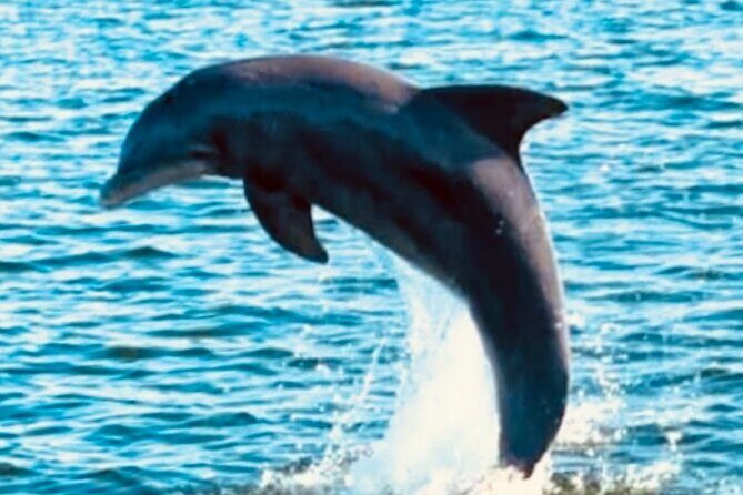 Dolphin Sunset Tour in Orange Beach - Why This Tour Works Well