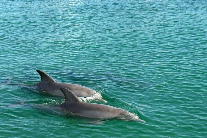 Dolphin Sunset Tour in Orange Beach - Practical Details & Tips