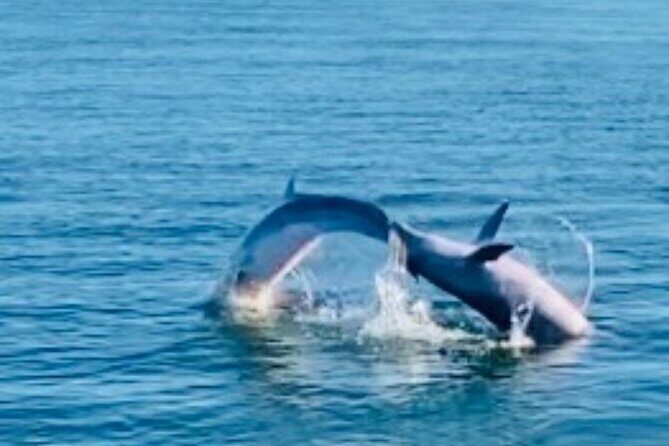 Dolphin Sunset Tour in Orange Beach - The Sum Up